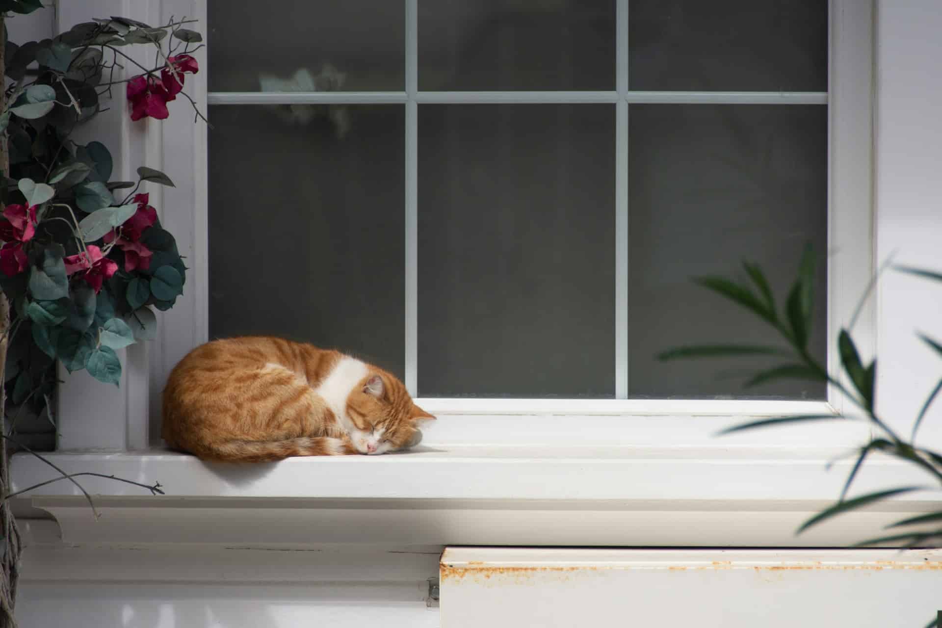 Ce qu’il faut savoir pour soigner la pancréatite chez le chat